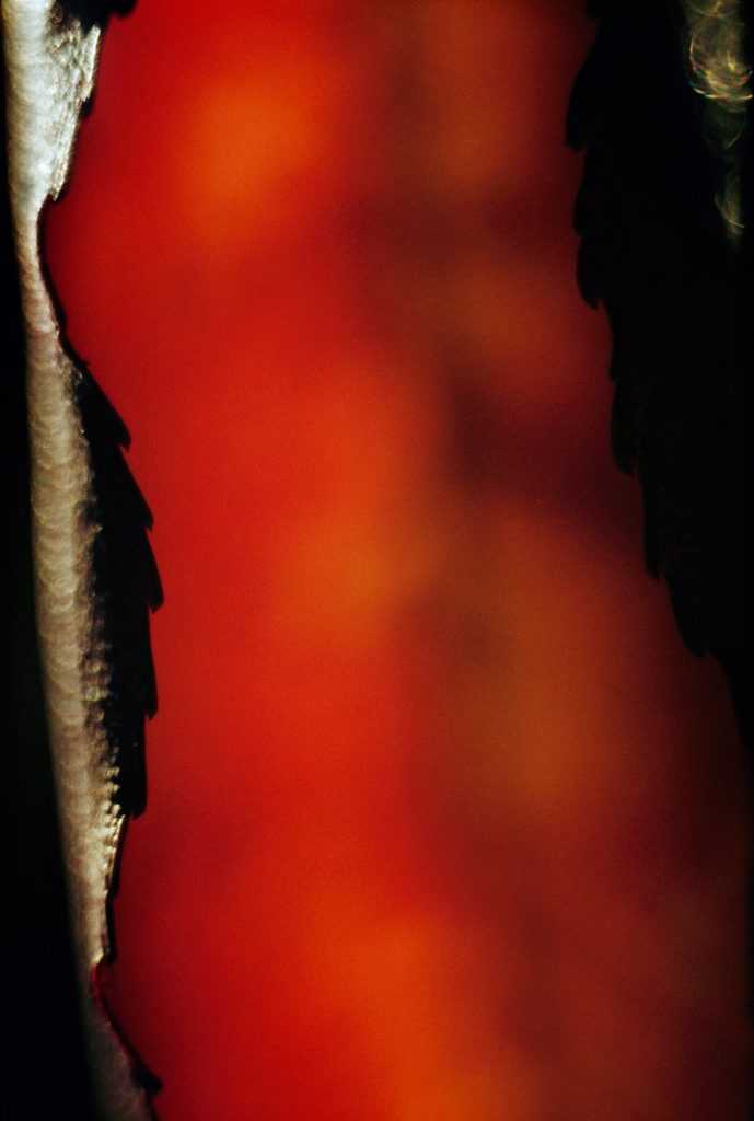 Color Abstract | Ernst Haas