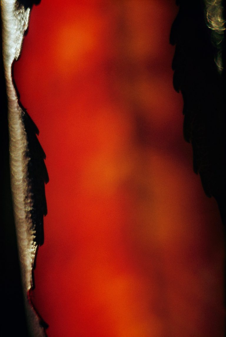 Color Abstract | Ernst Haas