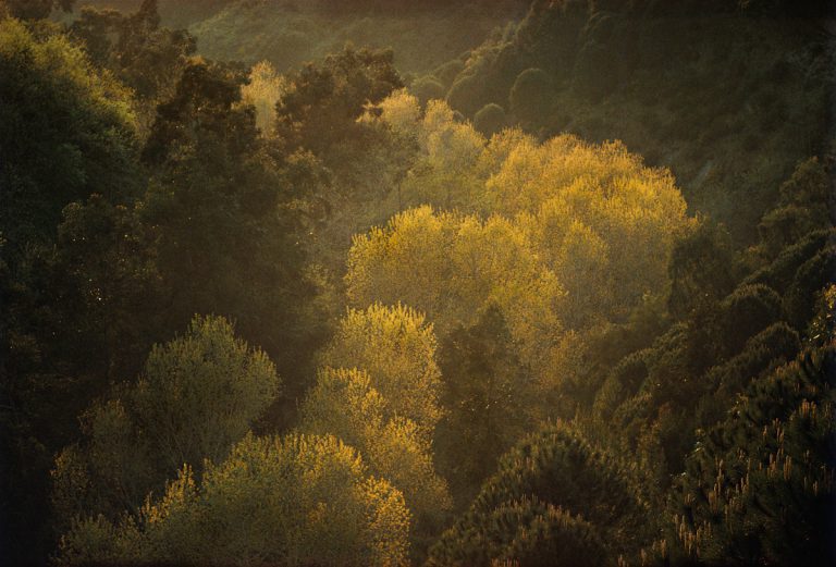 Color Creation | Ernst Haas