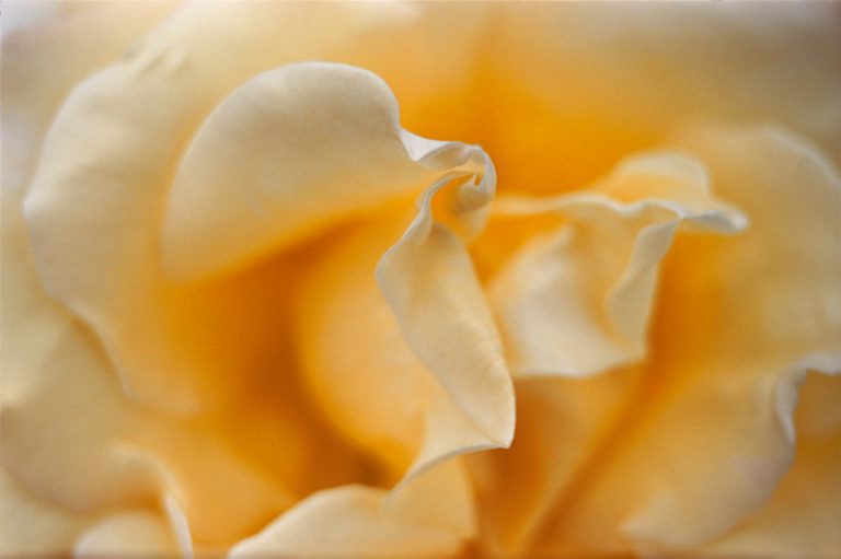 Color Flora | Ernst Haas