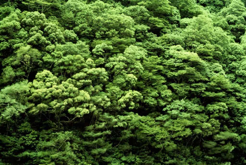 Color Flora | Ernst Haas